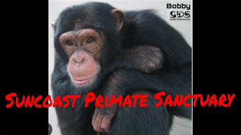 Suncoast Primate Sanctuary In Palm Harbor Fl Youtube