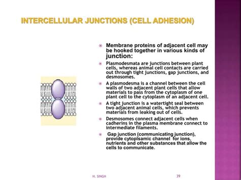 Plasma Membrane Structure And Functions PDF Biological Sciences Science