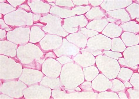 Adipose Tissue Under Microscope