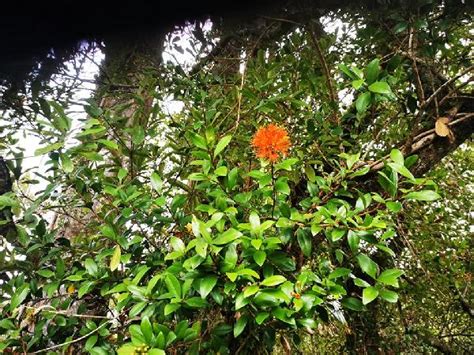 Hokitika West Coast Treetop Walk Rain Forest Canopy Tour Epic Deals And Last Minute Discounts