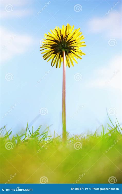 Single Dandelion Flower And Grass Close Up Stock Image Image Of Optimism Single 30847119