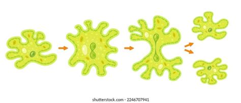 Asexual Reproduction Más De 633 Ilustraciones Y Dibujos De Stock Con