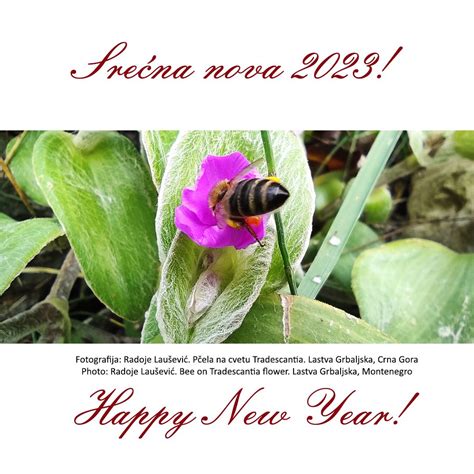 Radoje Lausevic Linkedinde Yayınladı