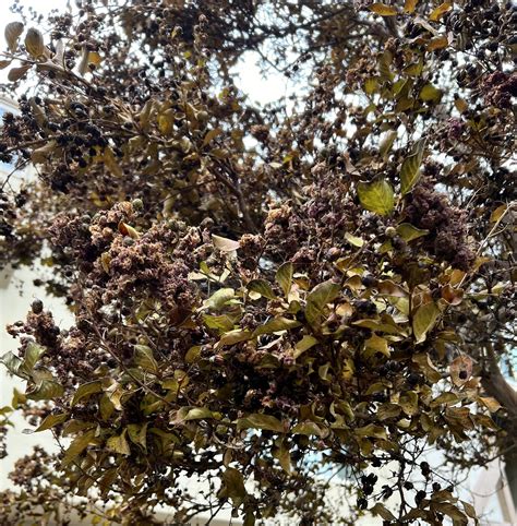 Help Identify Tree R Treeidentification