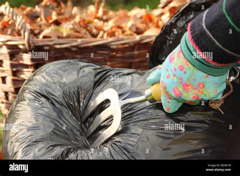 Making Leaf Mould Step By Step 3 Bin Bags Filled With Autumn Leaves Are Punctured To Allow