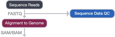 Alignment Using Bowtie2 Introduction To Chip Seq Using High