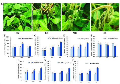 Phenotypic Characteristics And Physiological Properties Of Soybean Download Scientific Diagram