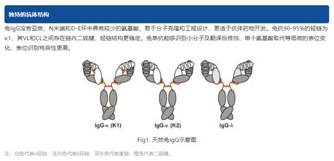 新一代兔单克隆抗体发现技术 知乎
