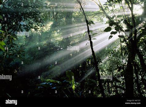 Interior Cloud Forest Shafts Of Sunlight Shining Through Canopy Break Allowing Growth Of