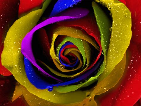 Flower Rainbow Wallpapers Wallpaper Cave