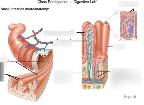 Small Intestine Microanatomy Diagram Quizlet