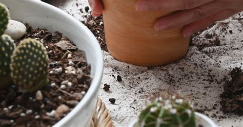 가시 가정 원예 녹색 식물 녹색 엄지 손가락 다육 다육식물 도시 원예 땅 물 주기 물뿌리개 사람 사막 식물 선인장 손 수직 비디오 식물 관리