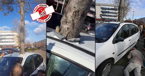 Tree Grows Through Car Overnight No It Is An Art Installation Alt News
