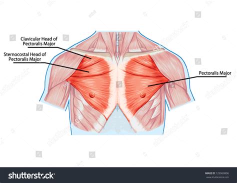 Pectoralis Major Muscle Muscles Chest Thorax 스톡 벡터 로열티 프리 129969806