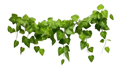 Creeper Pngs For Free Download