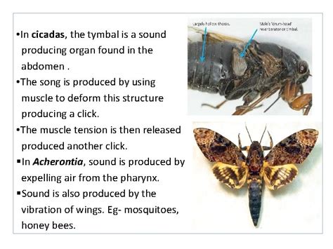 Communication In Insects Contents Introduction Types Of Insect