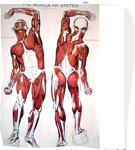 Muscular System Diagram Quizlet