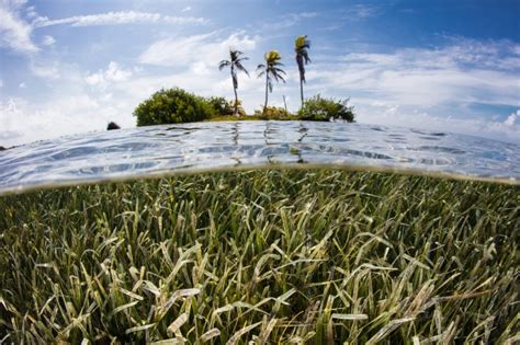 Seagrass Restoration How To Get Involved To Help Save The Ocean