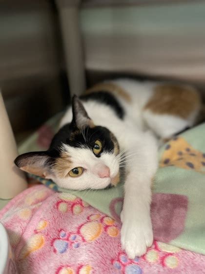 Adoptable Cats Humane Fort Wayne