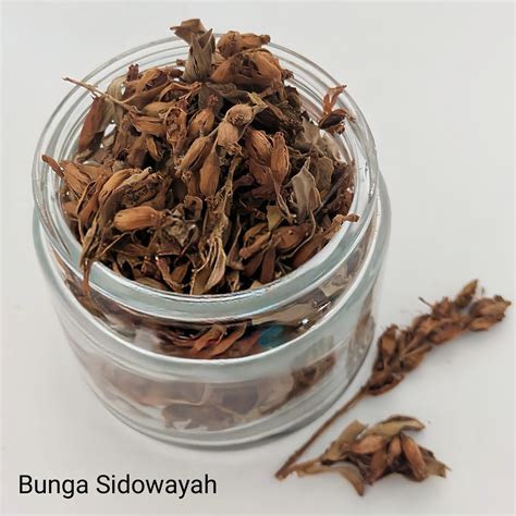 Bunga Sidowayah Surya Agro Herbal Lestari