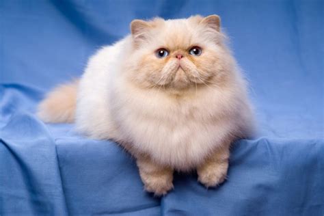 20 Long Haired Cat Breeds With Luscious Locks With Info And Pictures