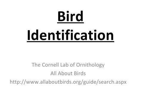 Bird Identification