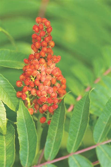 Poison Sumac Flower