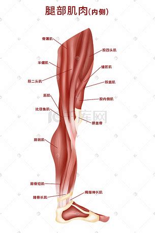 人体医疗组织器官人体肌肉腿部内侧肌肉科普插画图片 千库网
