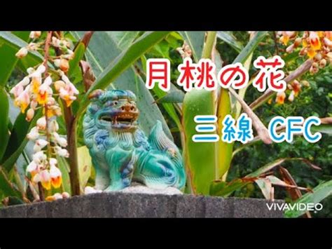 CFC月桃の花 海勢頭豊 三線調弦CFC 工工四 YouTube