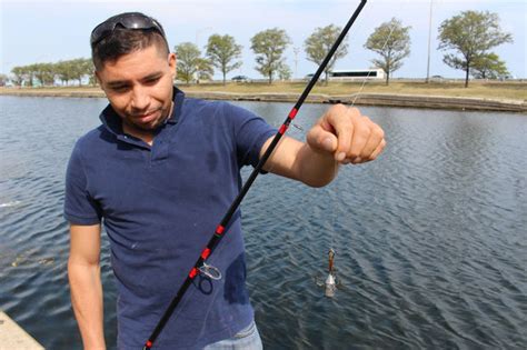 Salmon Snagging Season Launches In Chicago Lincoln Park Chicago