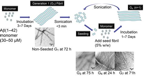 A Schematic Illustration Of Preparation Of A1 42 Fibril Samples Used