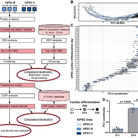 Transcriptomic And Functional Characterization Of Cardiac Cells Derived