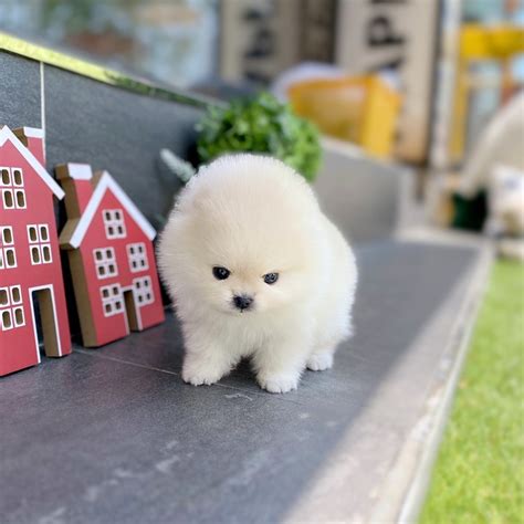 천안강아지분양 크림 포메라니안 크림이 파라다이스펫 대전강아지분양 천안강아지분양