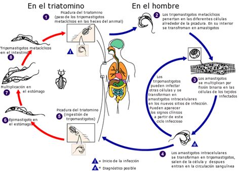 Enfermedad De Chagas Ciclo De Vida De Trypanosoma Cruzi
