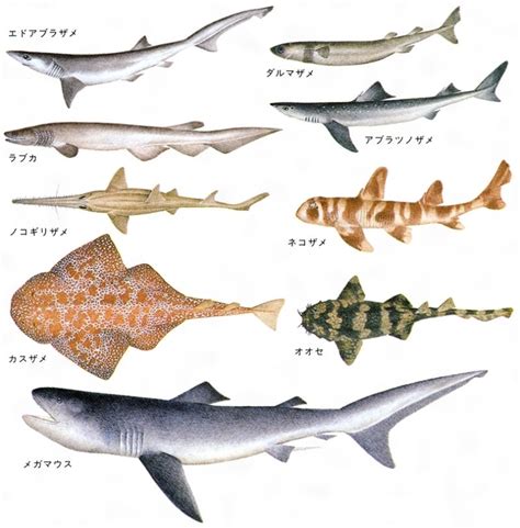 サメ図鑑美しきShark Photos他サメの豆知識 じんぶろぐ GOD BLESS JAPAN