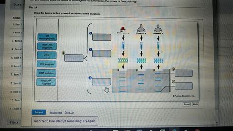 Can You Correctly Place The Labels In This Diagram That Summarizes The
