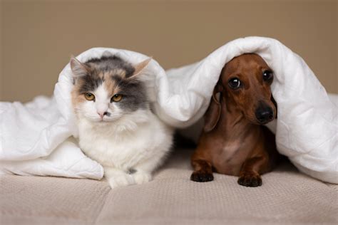 10 Differences Between Cats And Dogs Rexipets