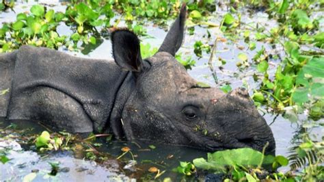 In Pictures Assam Grapples With Flood Fury 34 Dead Over 11 Lakh