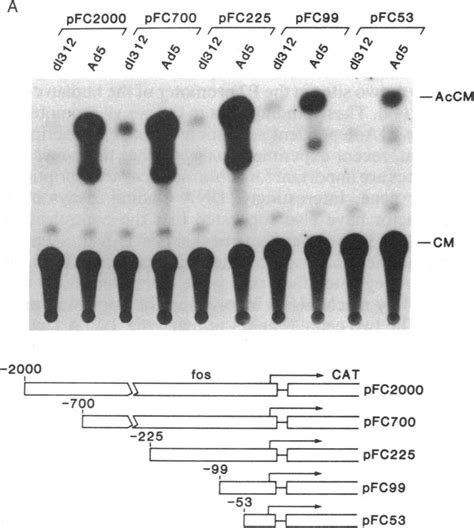 C Fos Upstream Promoter Sequences Are Not Essential For Ela Dependent