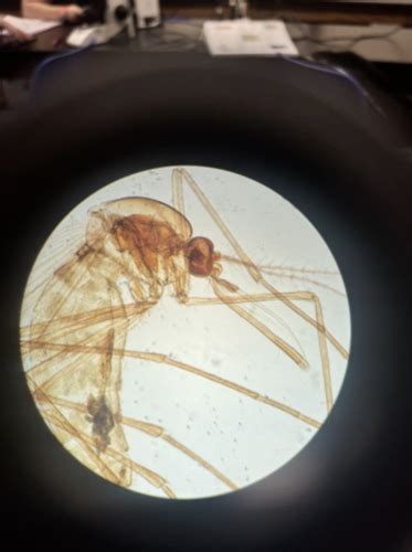 Parasitology Lab Practical Flashcards Quizlet