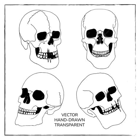 Premium Vector Set Of Realistic Human Skulls Hand Drawn Vector