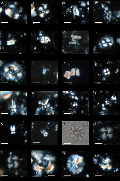 Figure Dr12 Cross Polarized Light Microphotographs Of Selected
