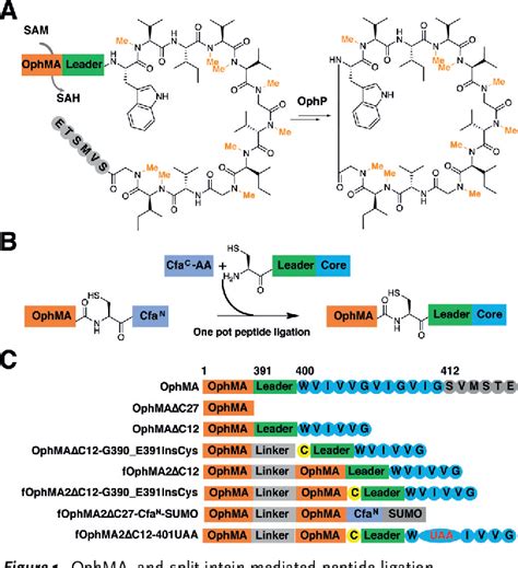 Figure 1 From Engineering Of A Peptide α‐n‐methyltransferase To