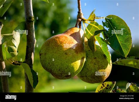 Pear On A Young Pear Tree In A Garden Different Varieties William