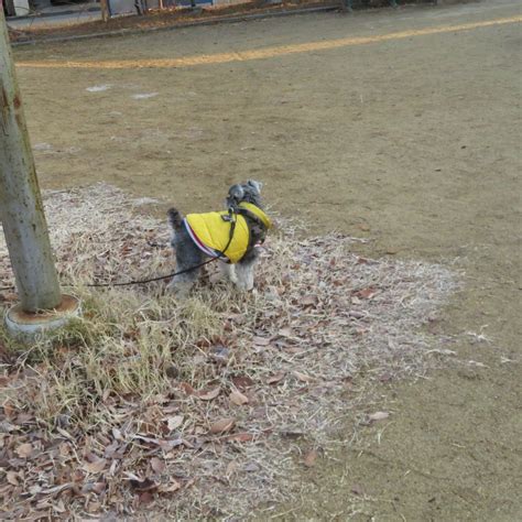 寒い朝 太一パパです