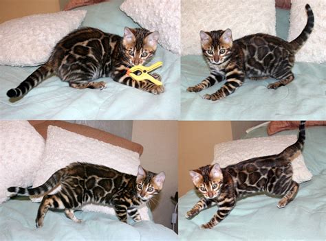 Bengal Cat Pawla Bengal Kittens For Sale