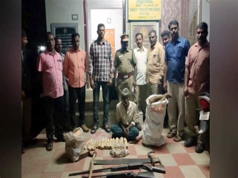 Dindigul Sirumalai One Arrested For Cutting Sandalwood And 70 Kg Of