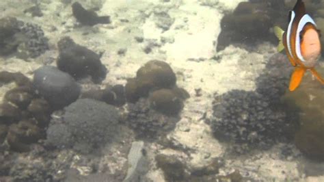 Underwater Footage Youtube