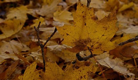 Seasonal Transition How The Shift From Fall To Winter And Winter To