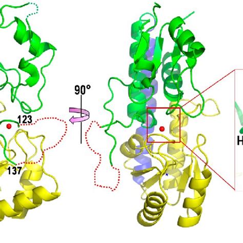 Structure Of Native Lmb The N Domain C Domain And Rigid Linker α